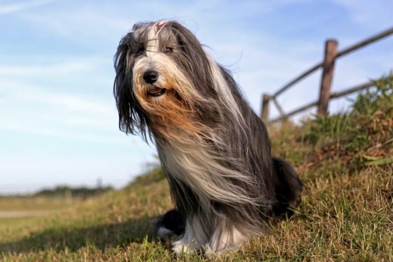 Langhaar-Hunderassen: 25 Hunde mit langen Haaren | HundeFunde