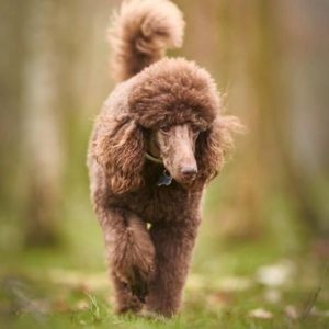 27 Hunde mit Locken [Liste mit Bildern] | HundeFunde