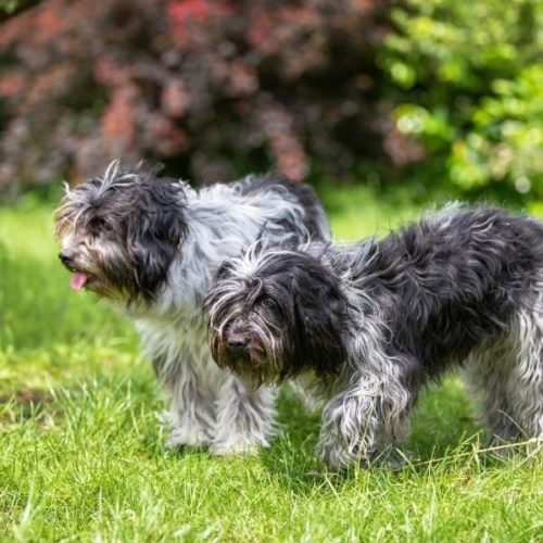 27 Hunde mit Locken [Liste mit Bildern] | HundeFunde