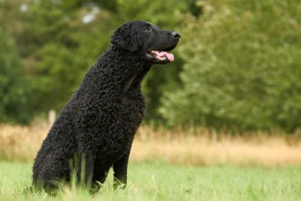 27 Hunde mit Locken [Liste mit Bildern] | HundeFunde