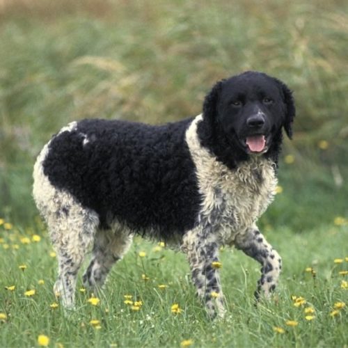 27 Hunde mit Locken [Liste mit Bildern] | HundeFunde