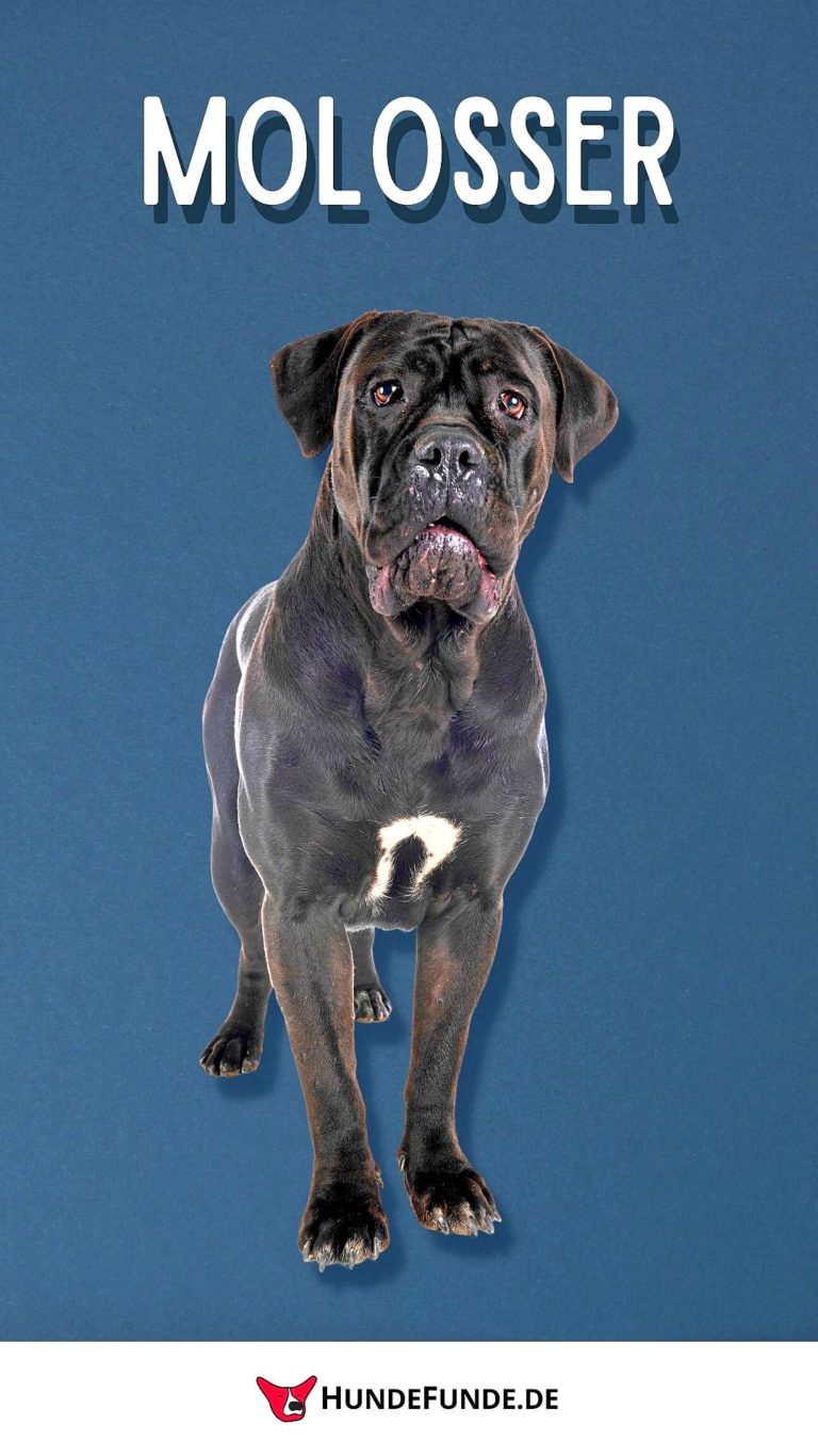 19 Molosser-Hunderassen: Doggen und Mastiffs [Liste mit Bild] | HundeFunde