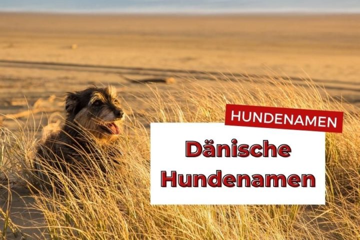 Nordische Hundenamen Mit C