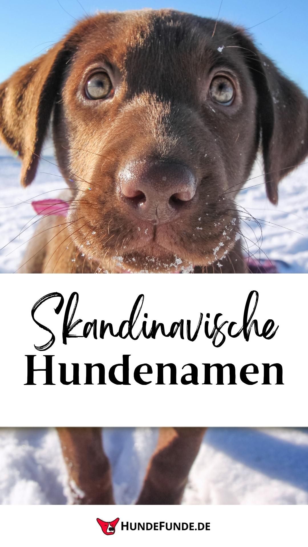 61 Coole Nordische Hundenamen